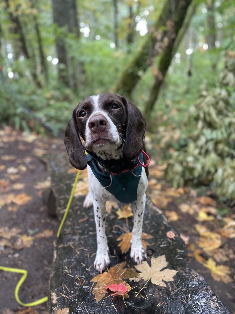 SALEM DOG ADVENTURES - Updated March 2026 - 17 Photos - Salem, Oregon ...