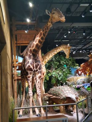 ICR DISCOVERY CENTER - 44 Photos & 17 Reviews - 1830 Royal Ln, Dallas ...