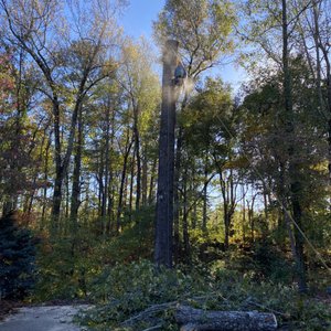 ACE TREE SERVICE - Updated June 2025 - 22 Photos & 23 Reviews - 4213 ...