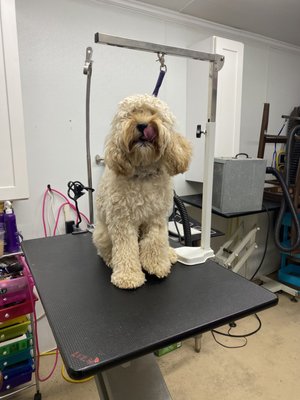 BUBBLE PUPPIES GROOMING BOUTIQUE - Updated January 2026 - 165 Photos ...