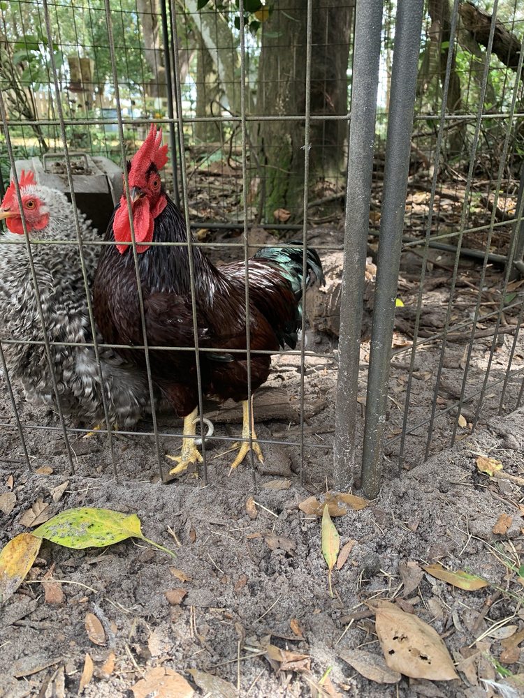 UNCLE DONALD’S FARM - Updated December 2025 - 17 Photos & 12 Reviews ...