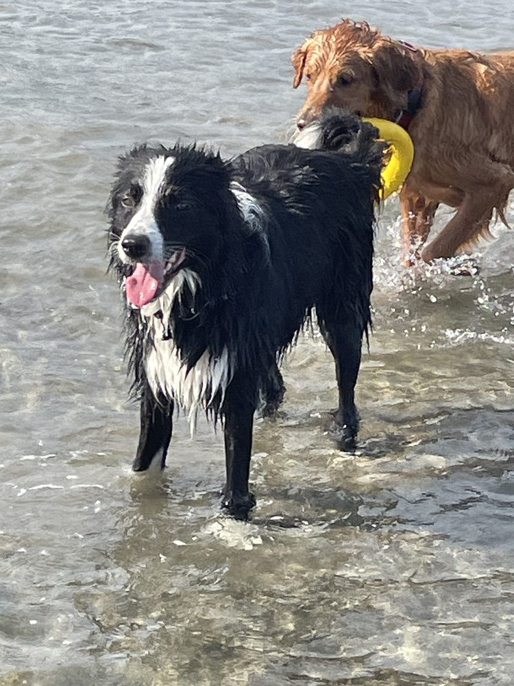 JET PET RESORT - OLYMPIC VILLAGE - Updated January 2026 - 14 Reviews ...