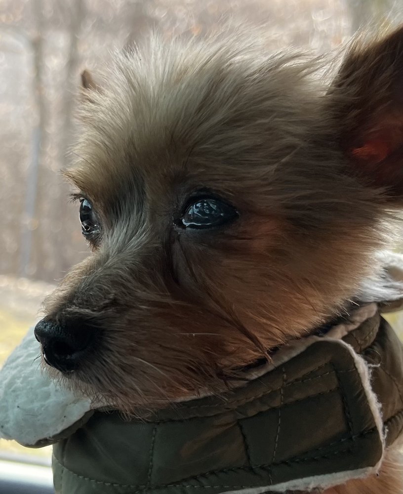 CHIQUIS PET GROOMING - Updated December 2025 - 14 Photos & 21 Reviews ...