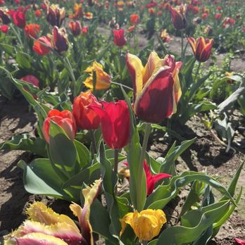 DUTCH HOLLOW FARMS - Updated January 2026 - 238 Photos & 116 Reviews ...