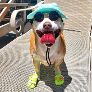 LE MARCEL BAKERY FOR DOGS - Updated December 2025 - 278 Photos & 170 ...