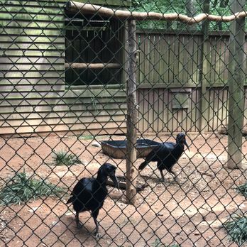 CAROLINA RAPTOR CENTER - Updated December 2025 - 178 Photos & 81 ...