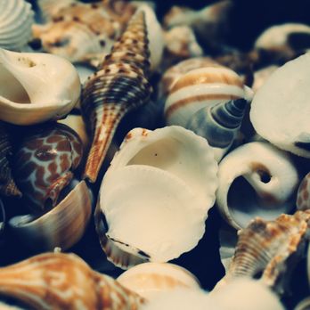 CALIFORNIA SEASHELL COMPANY - Updated January 2026 - 104 Photos & 100 ...