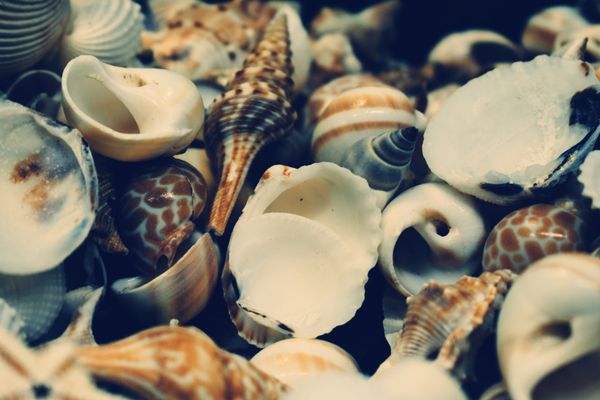 CALIFORNIA SEASHELL COMPANY - Updated November 2025 - 104 Photos & 99 ...