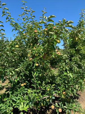 PLEASANT RIDGE FARM - Updated January 2026 - 28 Photos - 19166 Rexville ...