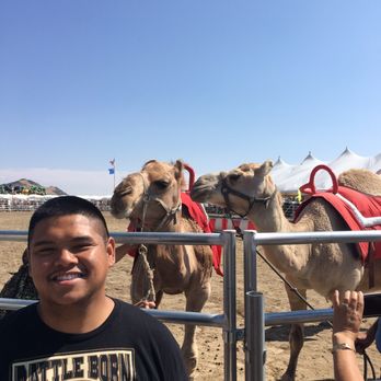 INTERNATIONAL CAMEL & OSTRICH RACES - Updated November 2025 - 31 Photos ...