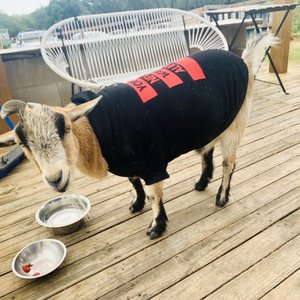 CIVIL GOAT COFFEE CO - 150 Photos & 124 Reviews - 704 Cuernavaca Dr N ...