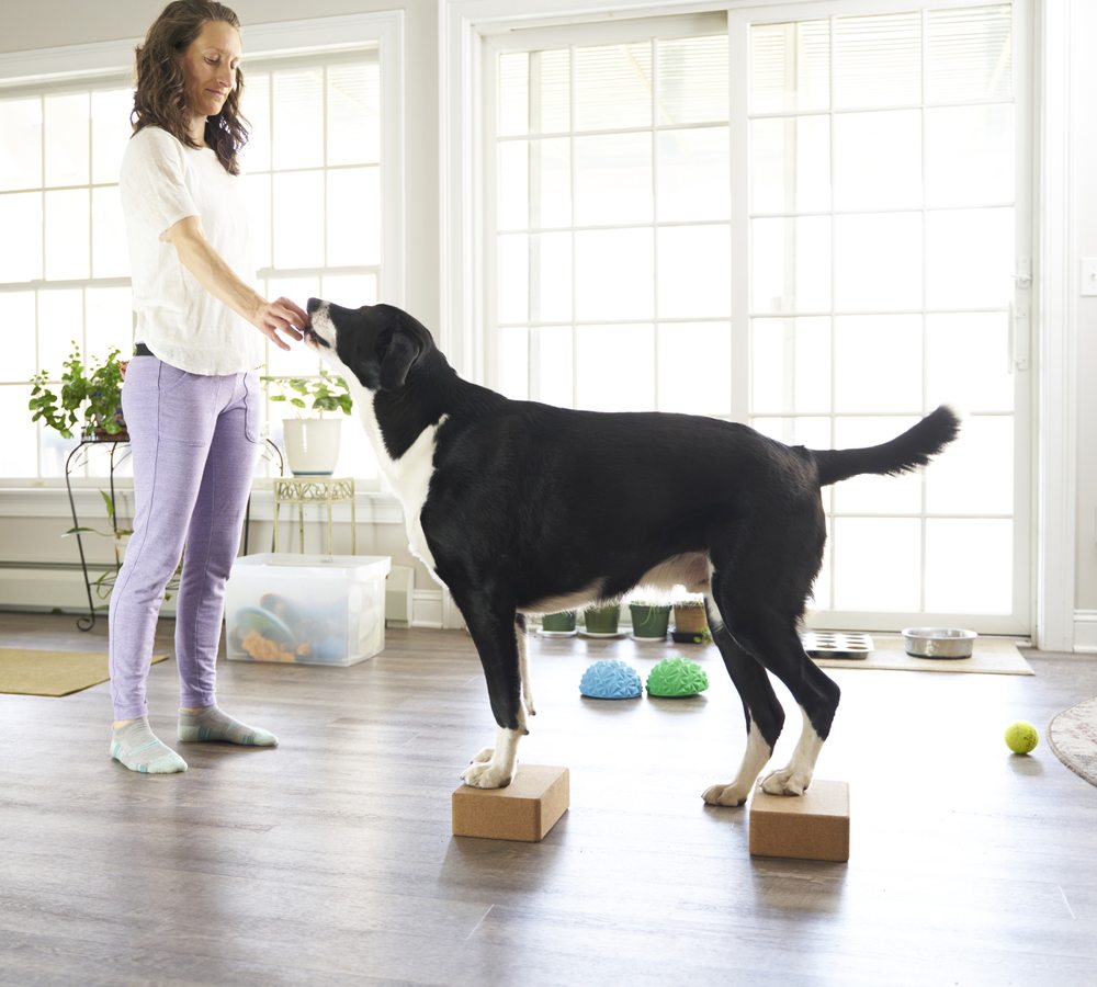 HUMAN CANINE COLLABORATIVE - Updated October 2025 - Albany, New York ...