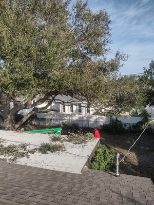 321 CUTZ TREE SERVICE - Updated August 2025 - 29 Photos - Melbourne ...