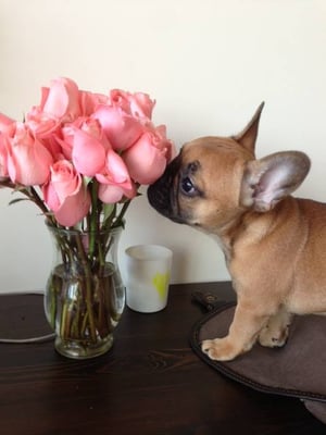 BROOKLYN PUP - Updated January 2026 - 15 Photos & 26 Reviews - 239 ...