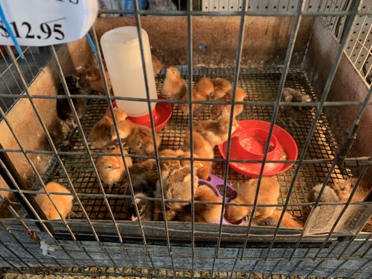 RAY’S FEED STORE - Updated January 2026 - 36 Photos & 17 Reviews ...