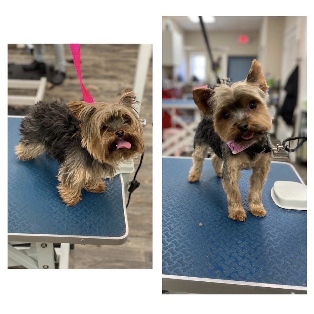 PREPPY PAMPERED PUPS - Updated May 2025 - 13 Photos & 14 Reviews - 683 ...