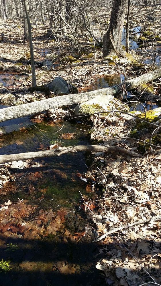 MASS AUDUBON BROAD MEADOW BROOK WILDLIFE SANCTUARY - Updated March 2025 ...