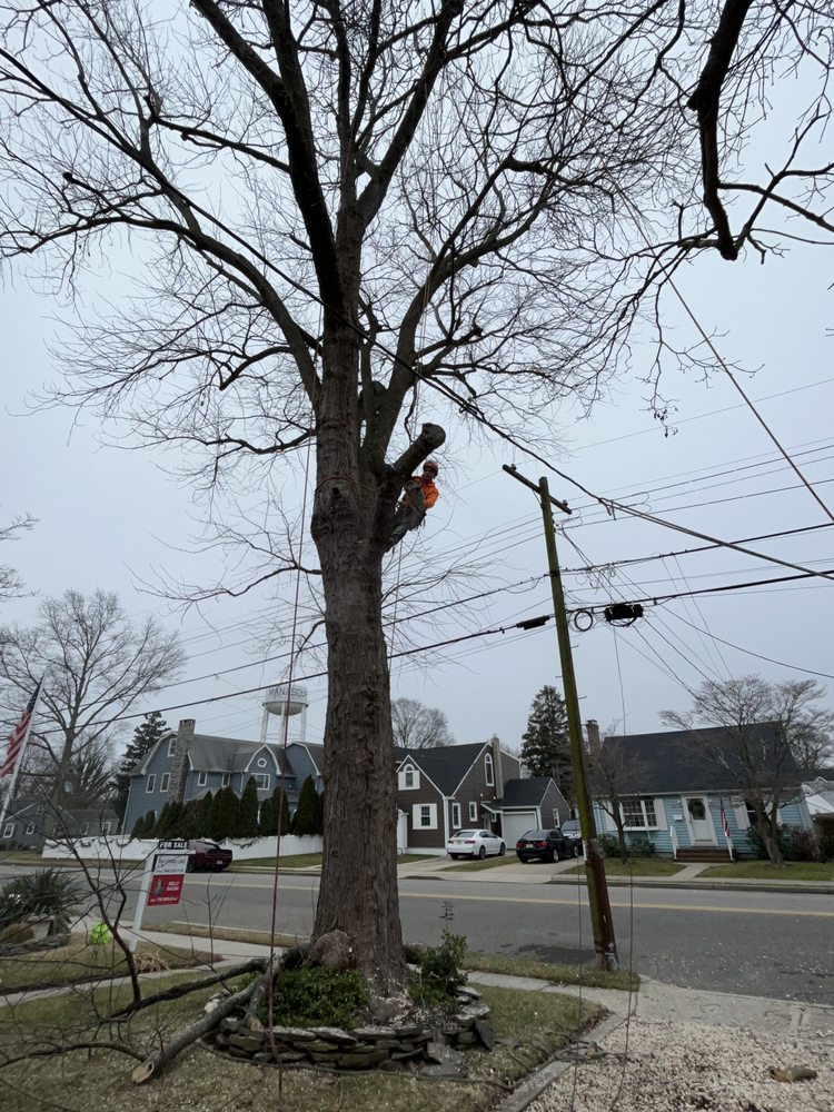 A&V TREE SERVICE - Updated October 2025 - Freehold, New Jersey - Tree ...