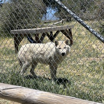 CALIFORNIA WOLF CENTER - Updated June 2025 - 279 Photos & 154 Reviews ...