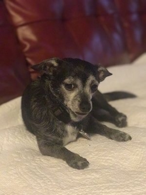 FARRELL ANIMAL HOSPITAL - Updated October 2025 - 13 Photos & 34 Reviews ...