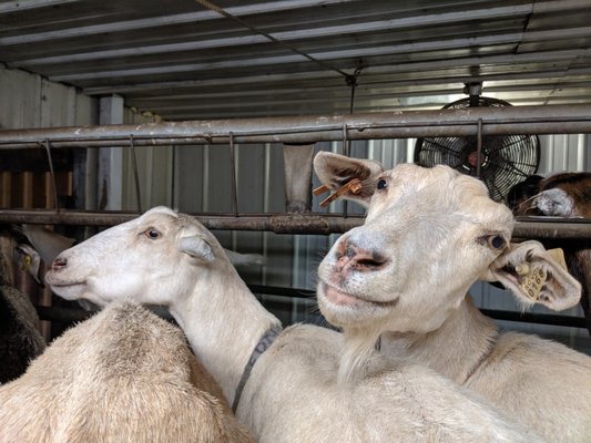 THE GOATERY AT KIAWAH RIVER - Updated June 2024 - 37 Photos - 3883 ...