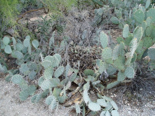 MR PACK RAT - Updated December 2025 - 30 Photos & 30 Reviews - Tucson ...