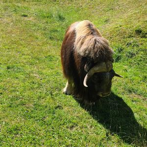 POINT DEFIANCE ZOO & AQUARIUM - 1425 Photos & 476 Reviews - 5400 N ...