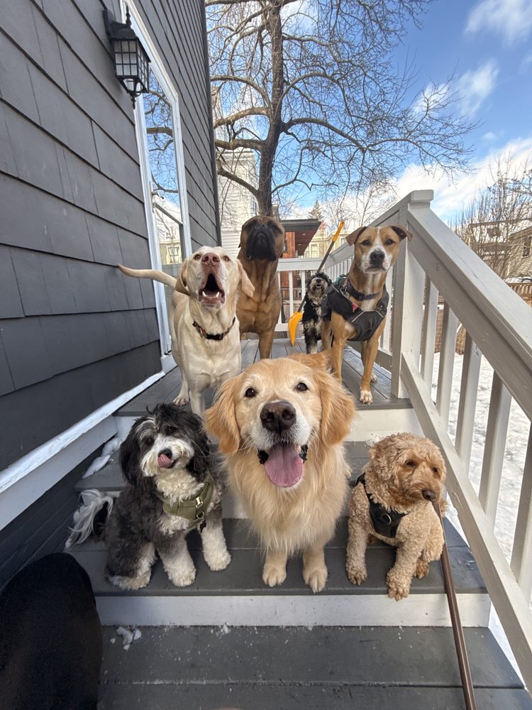 PAW PAW PAW - Updated 05/2025 - Boston, Massachusetts - Pet Boarding ...