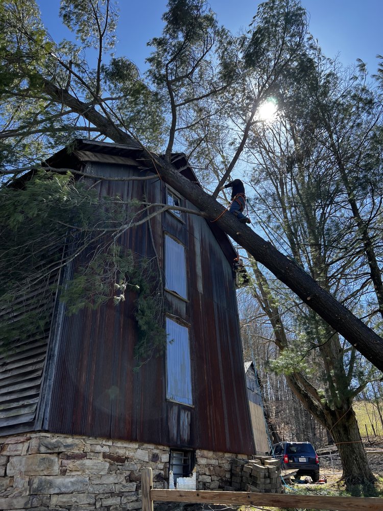 GORDON W FRAZIER TREE SERVICE - Updated July 2025 - 10304 Eaton Pl ...