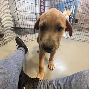 WRIGHT WAY RESCUE - Updated August 2024 - 79 Photos & 187 Reviews ...