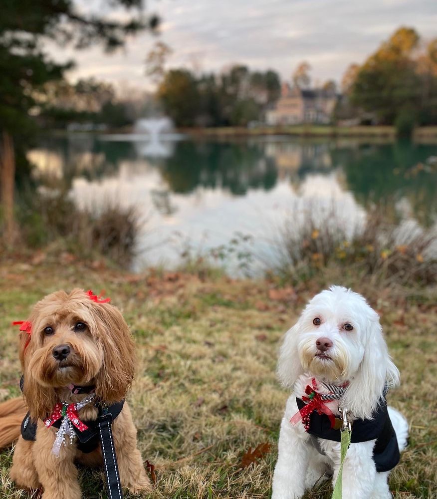 TONI’S GLAMOUR PETS - Updated October 2025 - 45 Photos & 13 Reviews ...