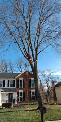 KINGDOM TREE TRIMMING AND REMOVAL - Updated December 2024 - 23 Photos ...