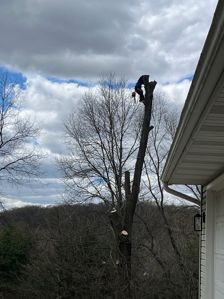 TREE VERSE - Updated November 2025 - Request a Quote - Kalamazoo ...