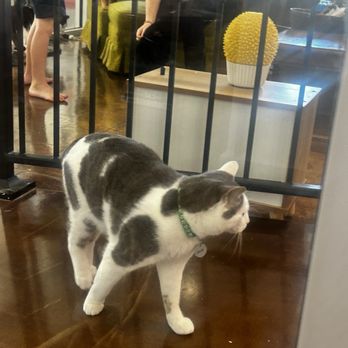 DON’T STRESS MEOWT - CAT CAFE - Updated November 2025 - 303 Photos & 41 ...