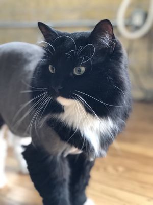 EMBARK PET SPA - Updated May 2026 - 44 Photos & 81 Reviews - 1208 E ...