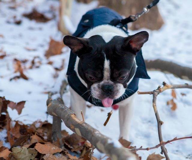 RACHEL’S PET CARE - Updated January 2025 - 34 Photos & 26 Reviews ...