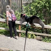 CASCADES RAPTOR CENTER - 159 Photos & 100 Reviews - 32275 Fox Hollow Rd ...