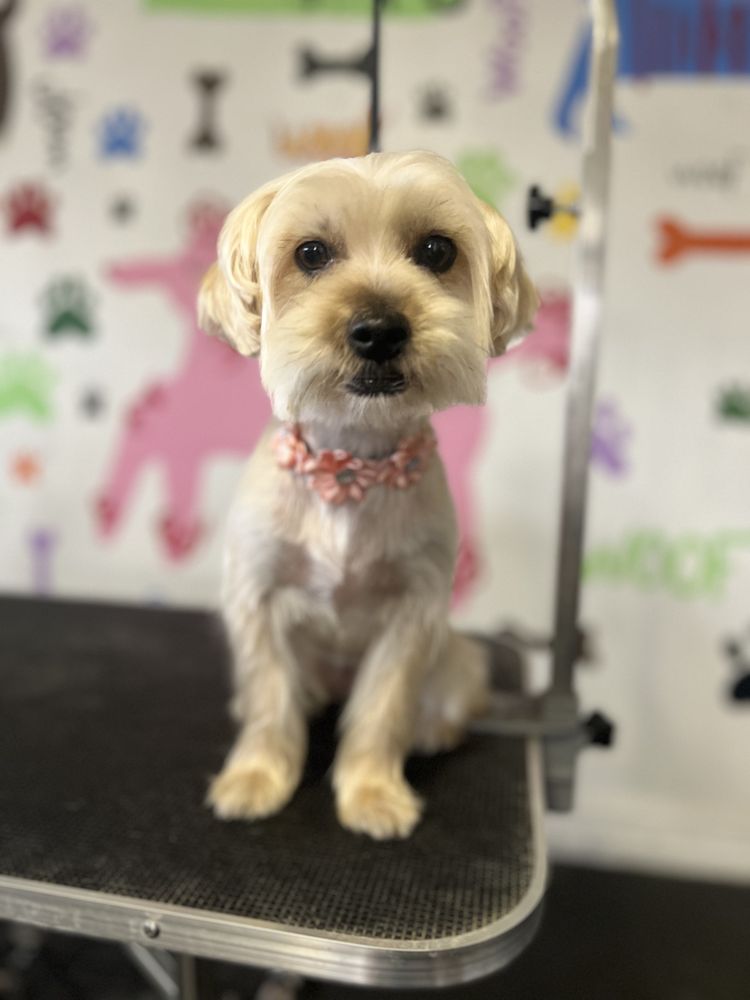 PUPPY STYLE BY NAY’S - 3393 W 19th Ln, Yuma, Arizona - Pet Groomers ...