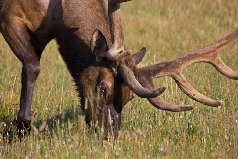 T CROSS RANCH - Updated June 2024 - 11 Photos - Dubois, Wyoming ...