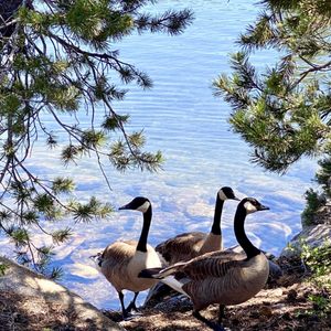 CARSON RIVER RESORT - Updated May 2025 - 86 Photos & 41 Reviews - 12399 ...