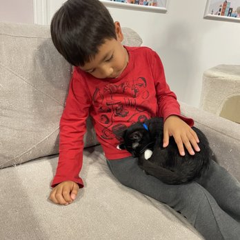 MINI CAT TOWN - MILPITAS - Updated October 2025 - 91 Photos & 32 ...