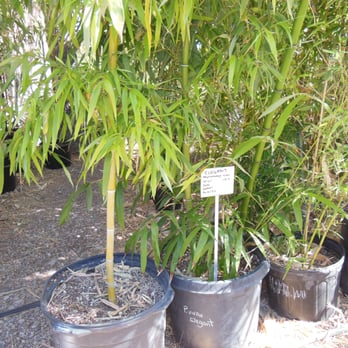 BAMBOO RANCH - Updated December 2025 - 21 Photos - 1901 N Avenida ...