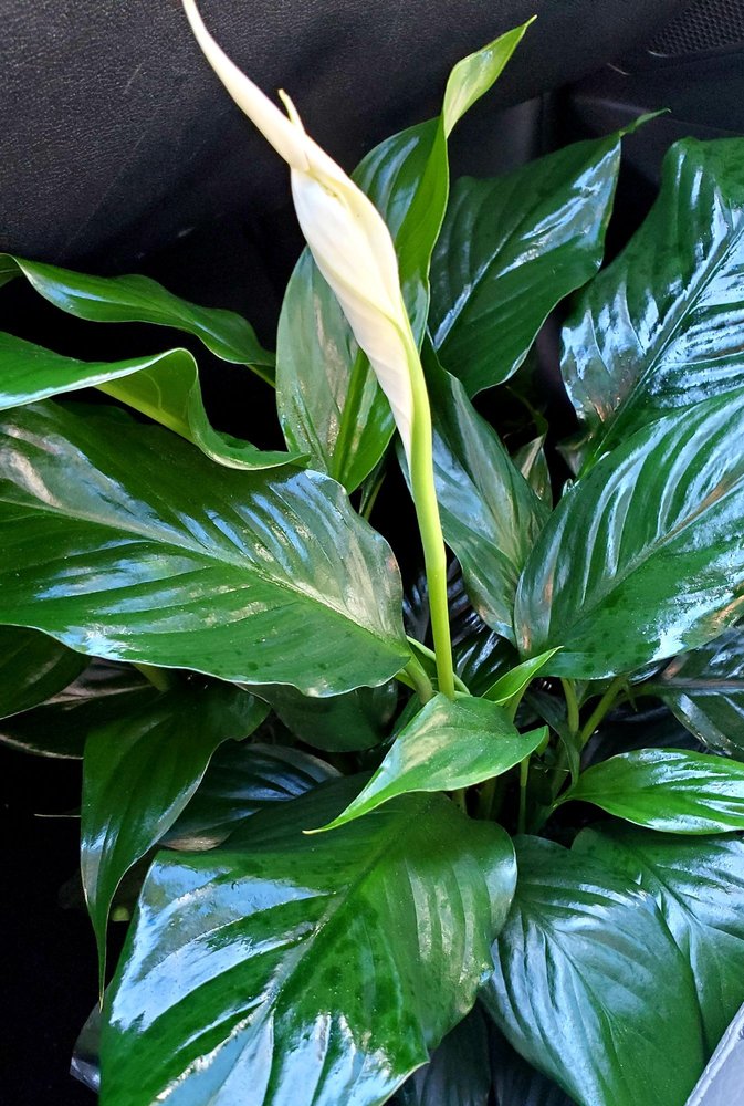 GARDEN WORLD - Updated May 2025 - 33 Reviews - 500 Franklin Ave ...