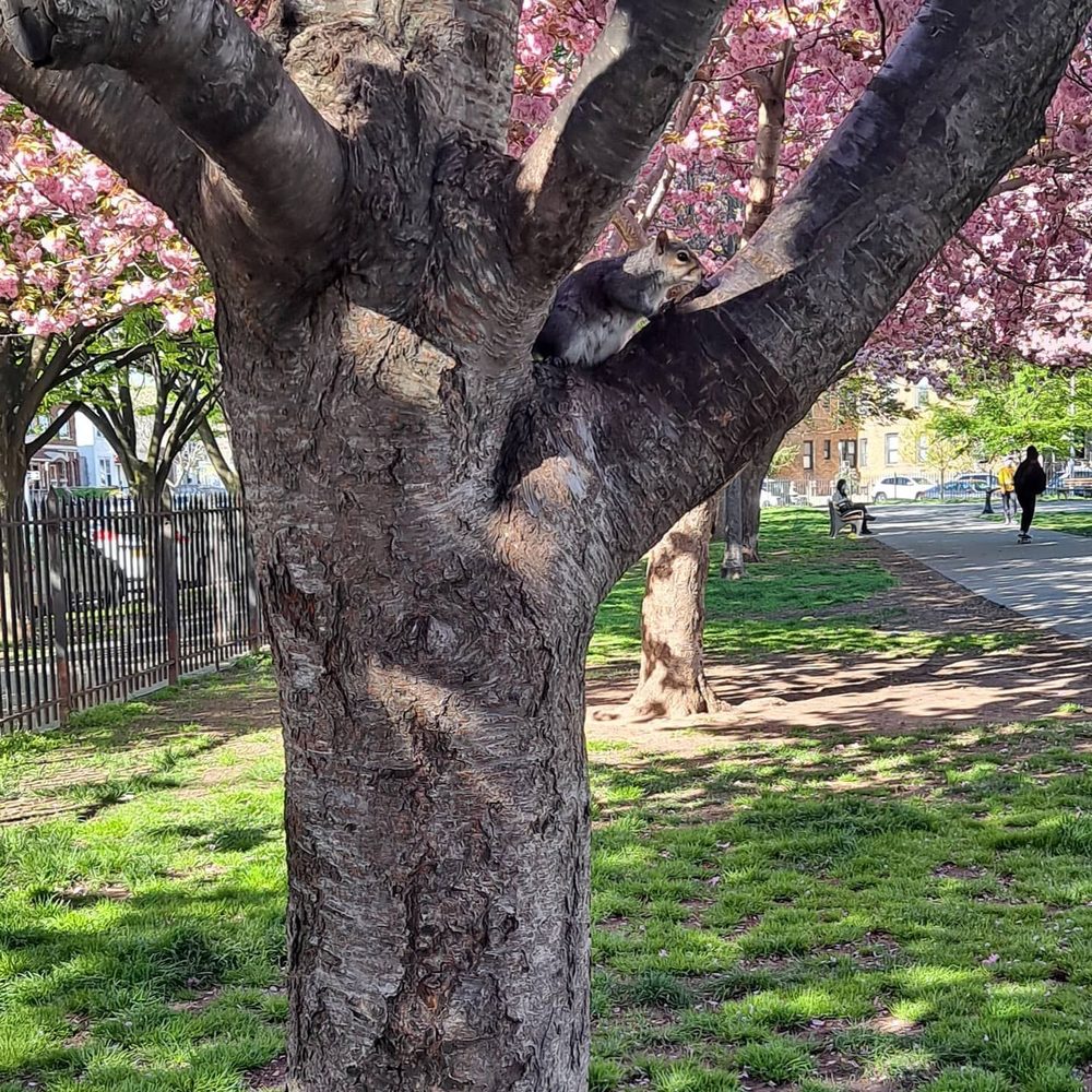 SETH LOW PLAYGROUND - Updated April 2025 - 34 Photos - 7217 Bay Pkwy ...