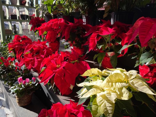DANAS FLOWER SHOP - 58 Photos & 61 Reviews - Florists - 118-01 Queens ...