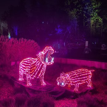 ZOOLIGHTS - TEMP. CLOSED - Updated November 2024 - 112 Photos & 42 ...