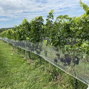 WINDRIDGE VINEYARDS - Updated November 2024 - 487 Photos & 203 Reviews ...