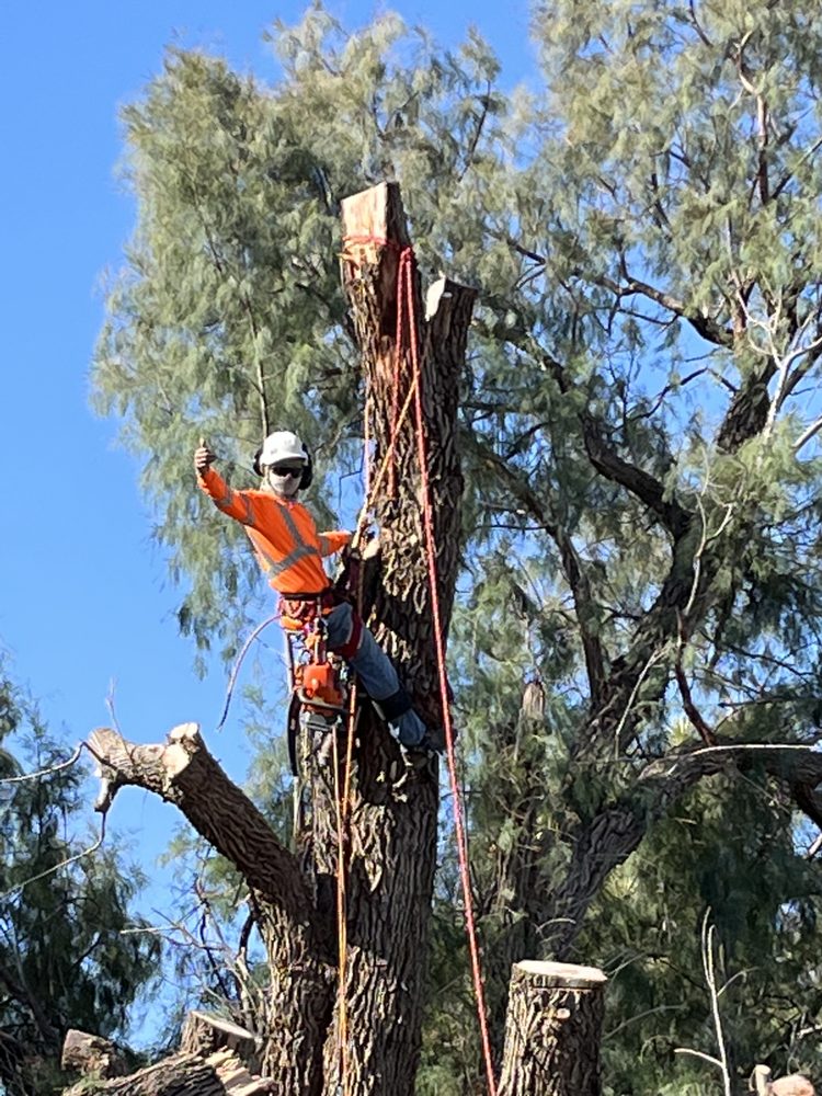 BRADLEY’S TREE SERVICE - Updated May 2026 - Request a Quote - 15 Photos ...