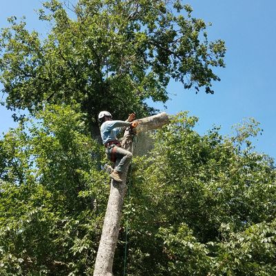 JAMES TREE SERVICE - Updated December 2025 - 36 Photos & 12 Reviews ...