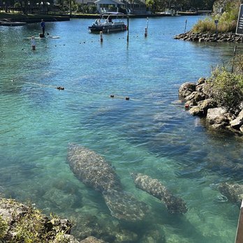 FUN 2 DIVE MANATEE TOURS - Updated January 2026 - 413 Photos & 236 ...
